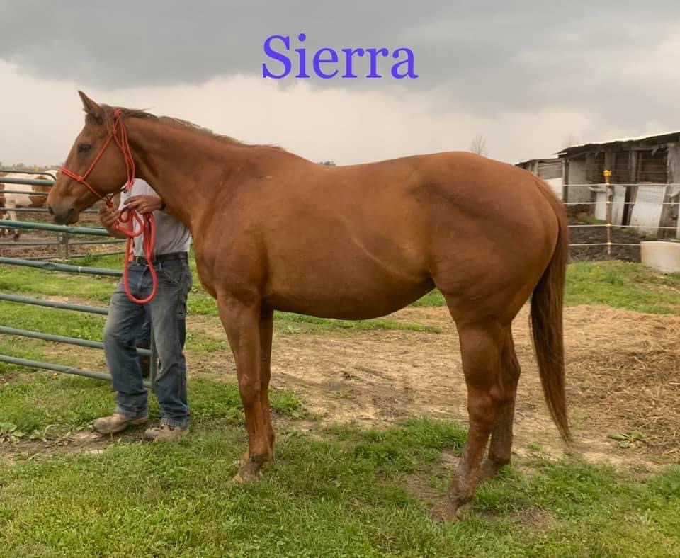 Available Horses – Indiana Horse Rescue
