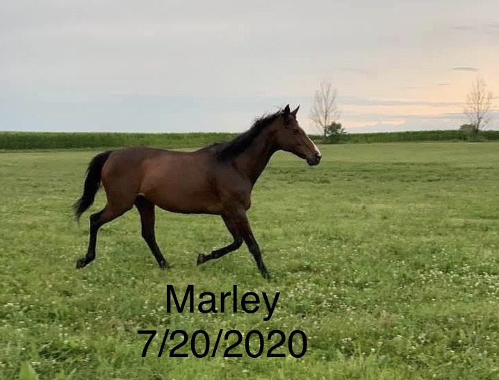 Indiana Horse Rescue – If the only cost were love, we could save them all!